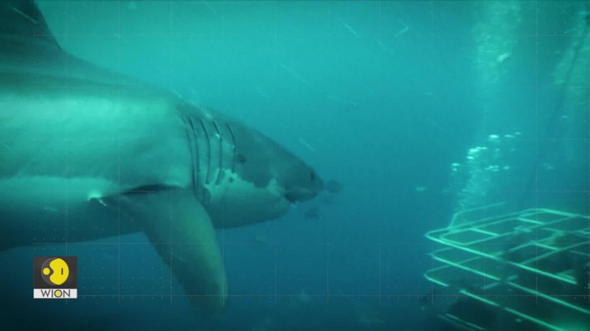 Gravitas: 'Super healing shark' regrows dorsal fin year after injury ...