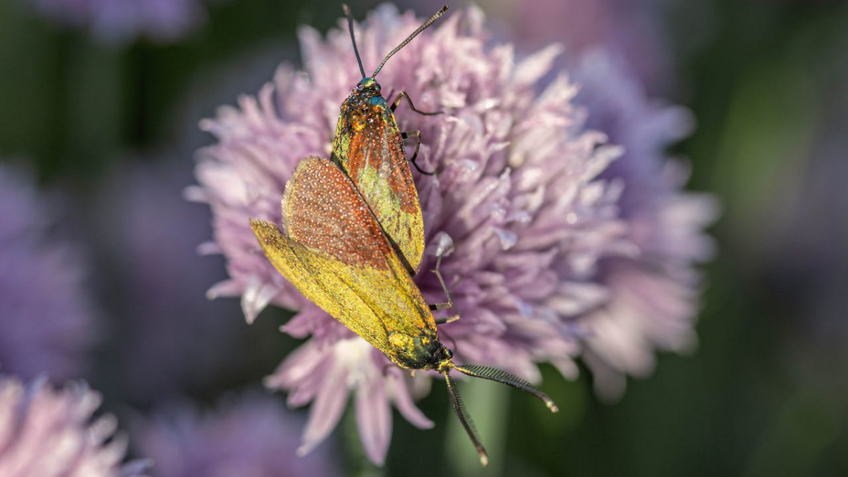 Mystery solved? Study reveals reason behind insects' attraction to ...