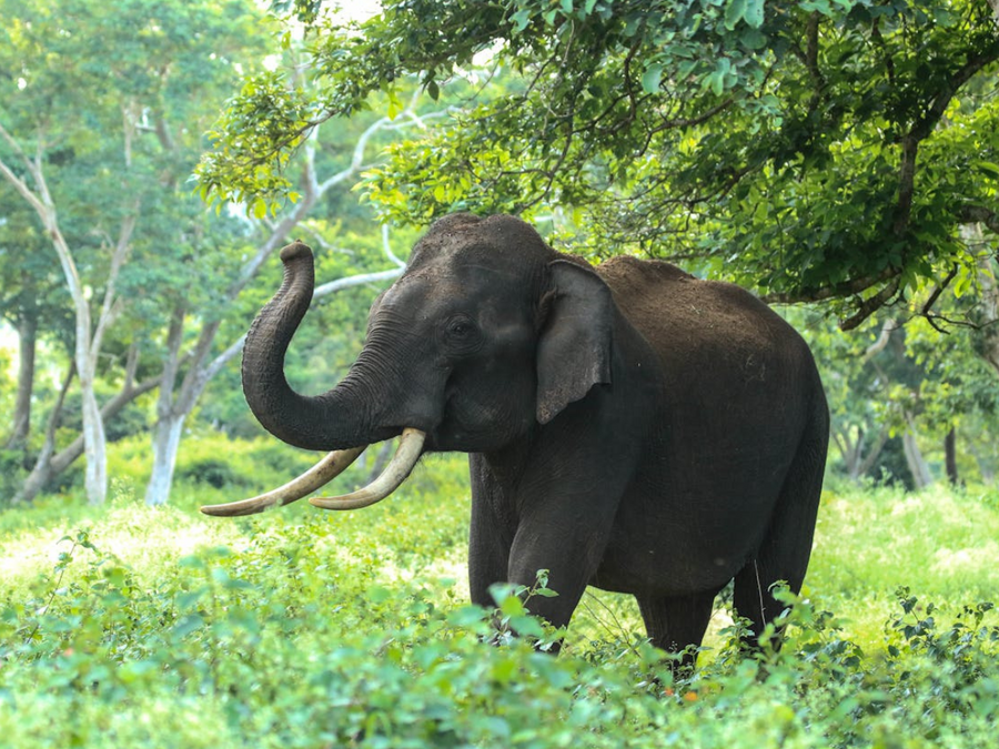 India: Centre announces elephant-proof walls after protests rock ...
