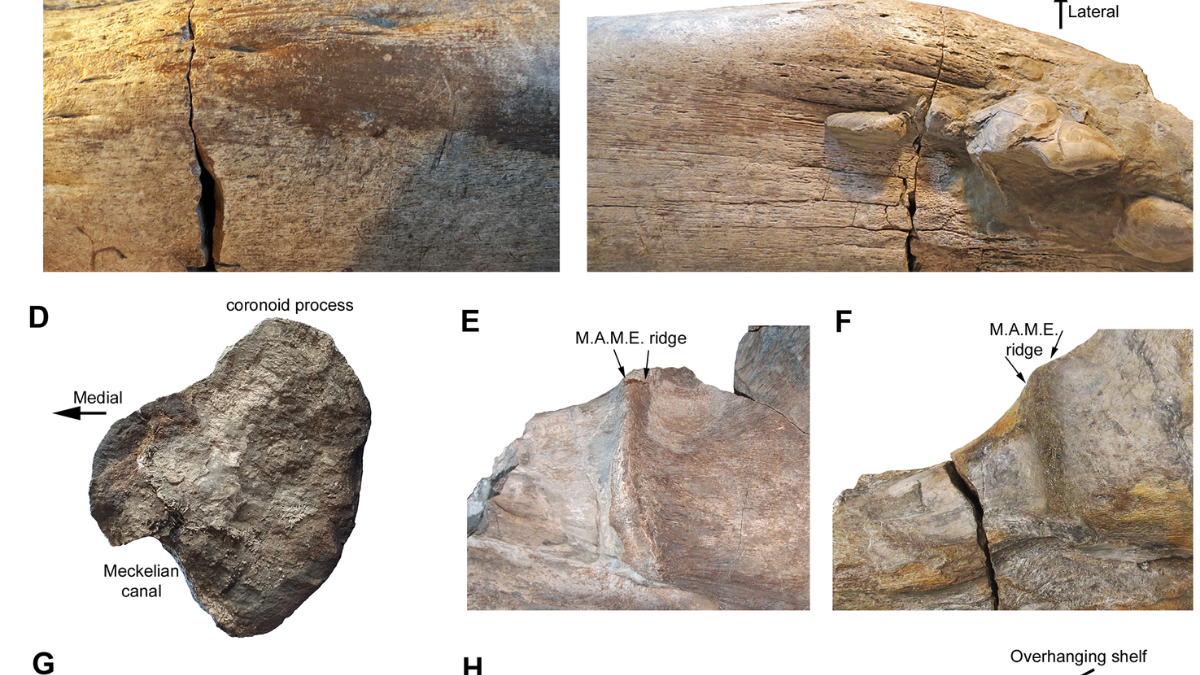 Largest marine reptile to have ever swam the seas lived over 200 ...