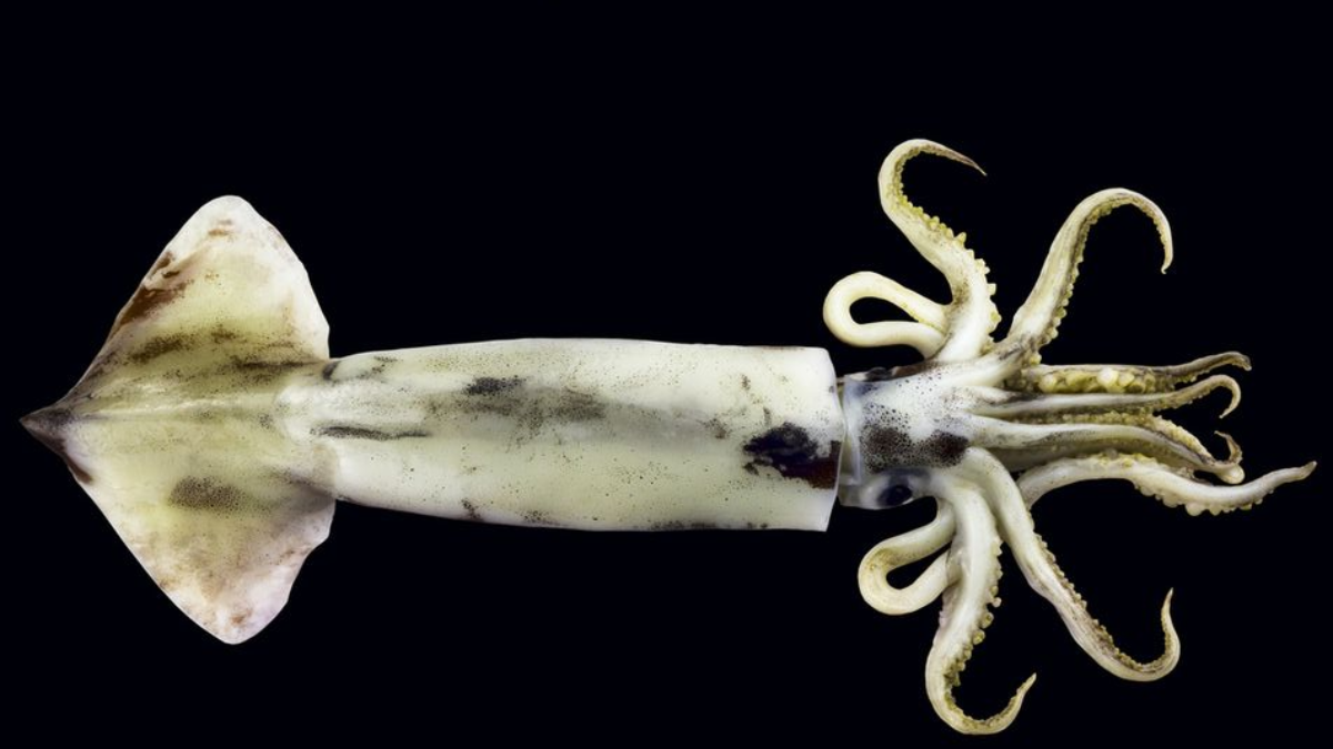 Male squid change mating strategies depending on month of birth: Research