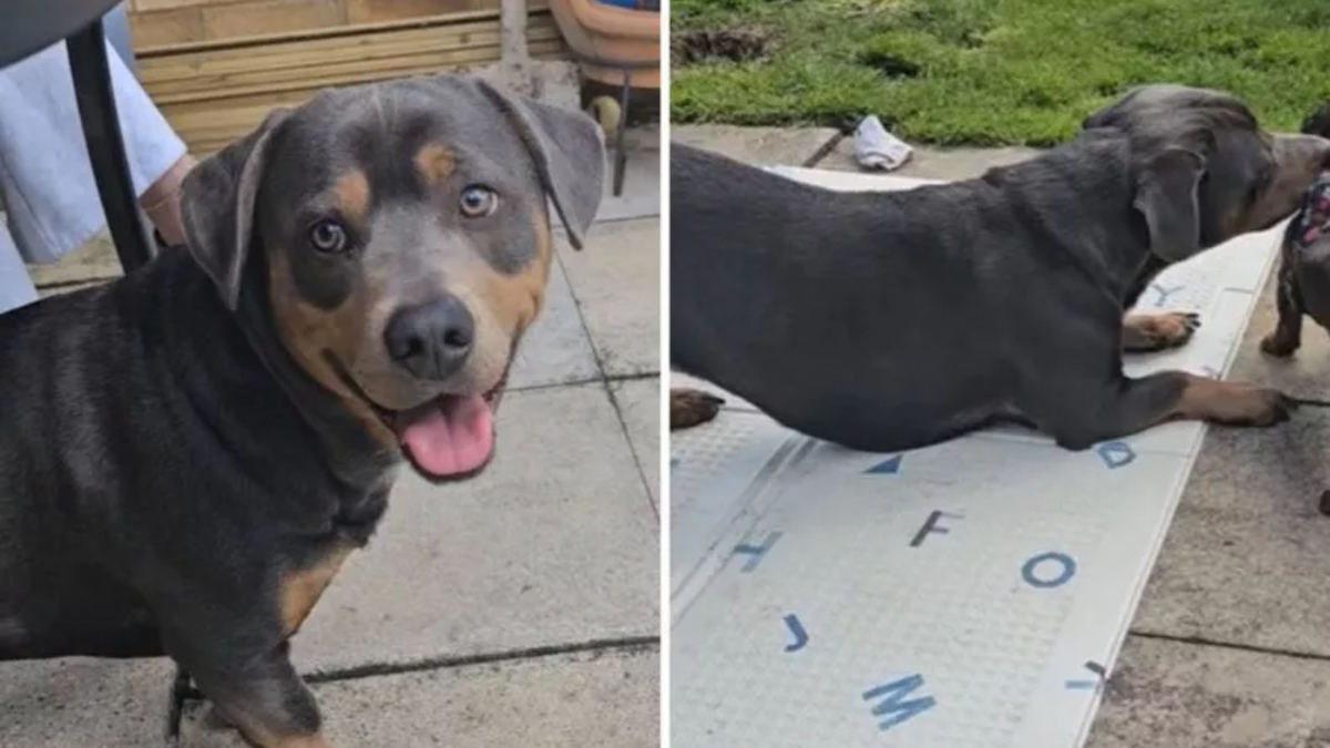 Meet Albie: The unbelievable rottweiler-dachshund mix taking over ...