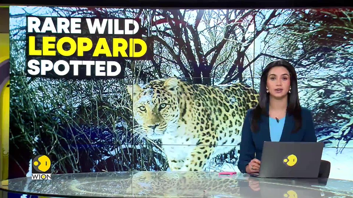 Rare North China leopard spotted