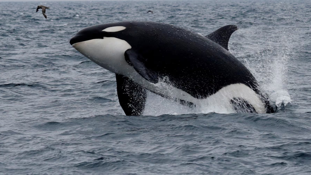 Killer whales may be crashing into boats, sinking them just for fun ...