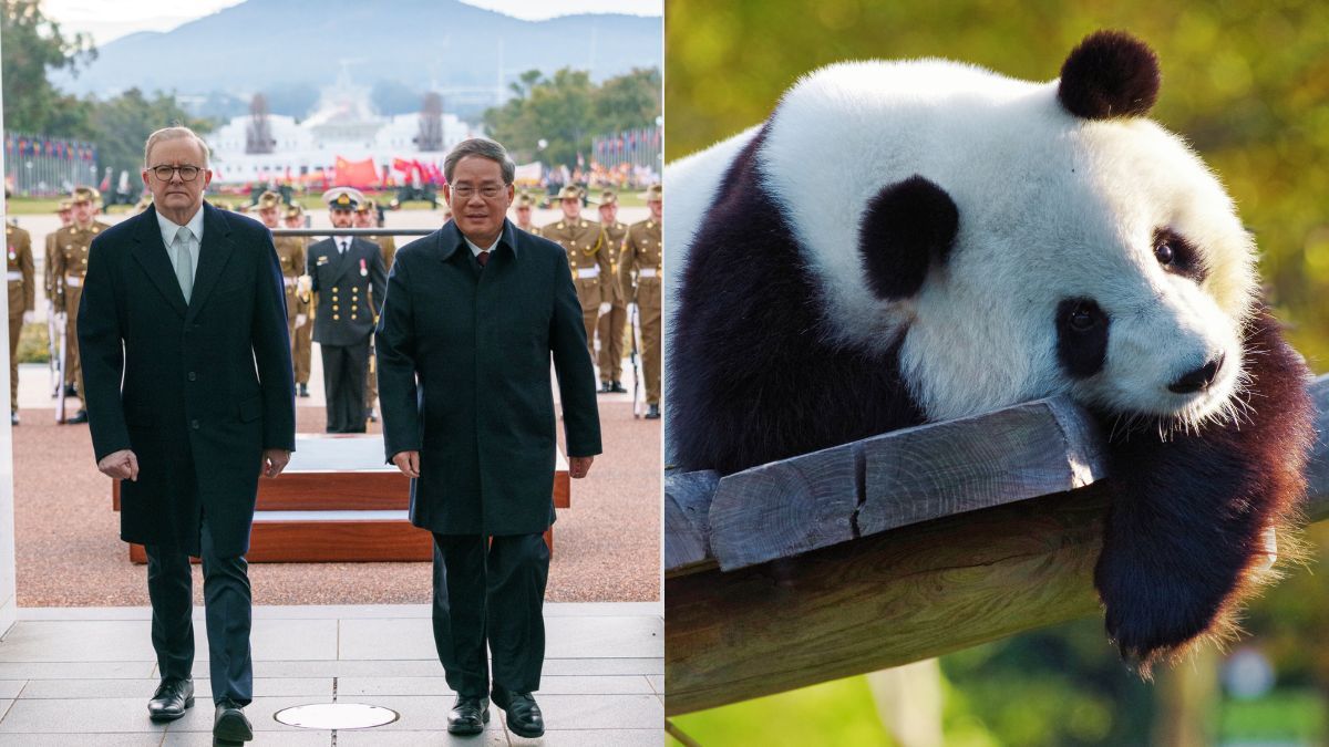 China's Premier announces new pandas for Australia during historic ...