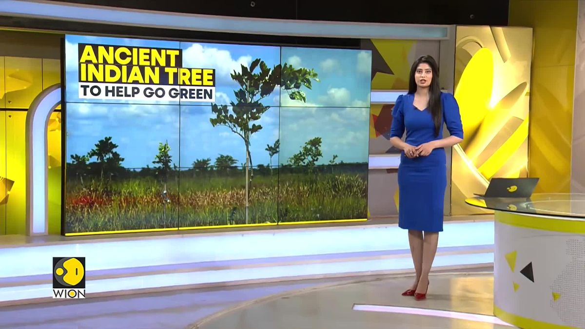 Pongamia tree has potential to produce biofuel