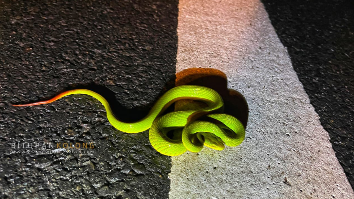 Harry Potter-fame snake found in ‘real life’ at national park in India ...