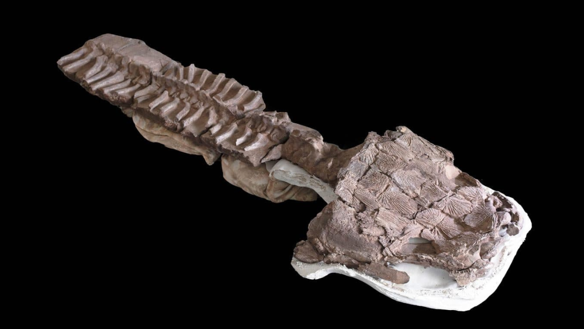 Researchers discover fossilised giant predator which once survived on ...