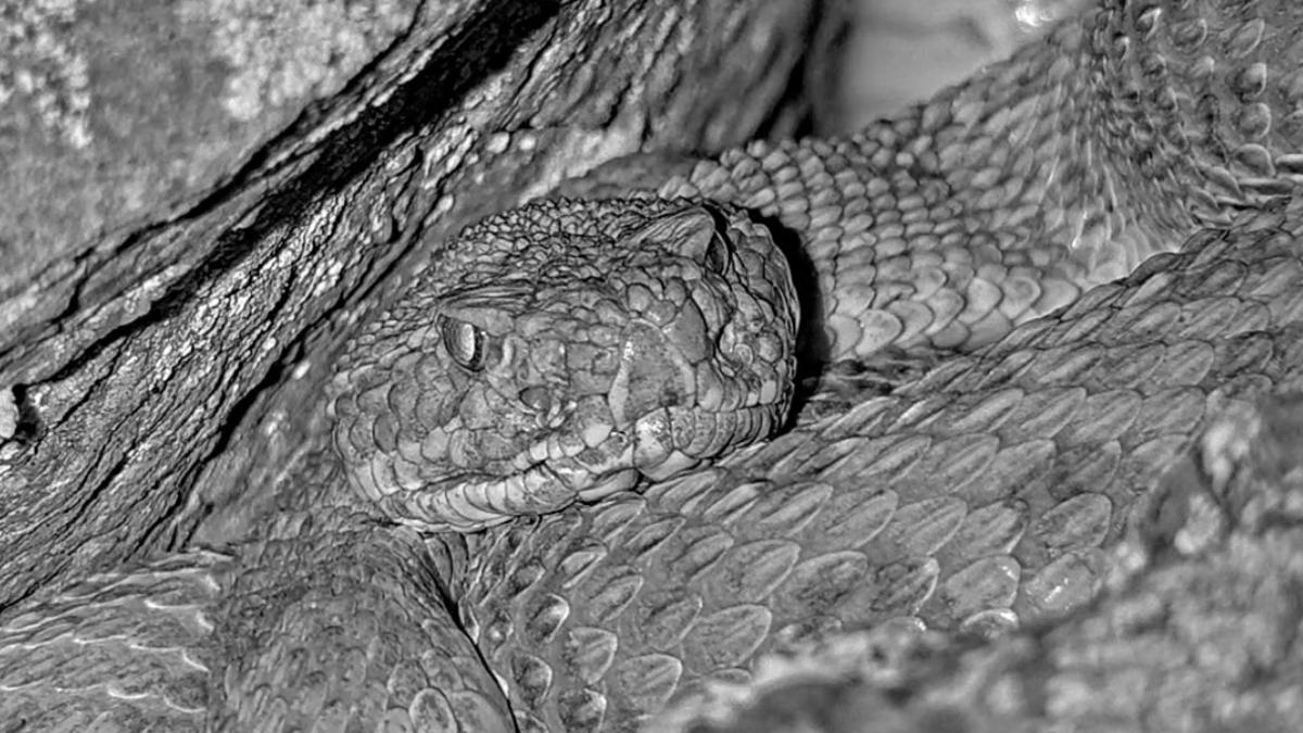 Big Boss of snakes? Scientists live stream thousands of rattlesnakes ...