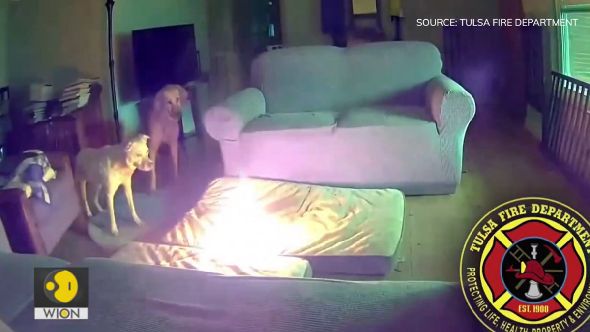 Dog accidentally started fire in US home by chewing portable charger ...