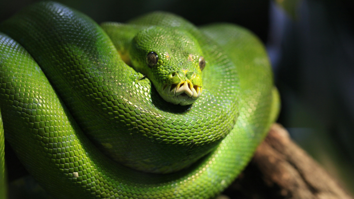 Pythons may help in curing heart diseases, hints study