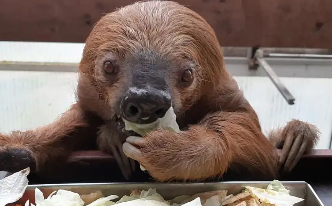 ‘It was very difficult...,’ World’s oldest sloth, father of 22 pups ...