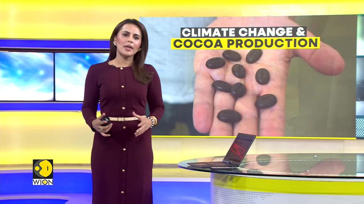 Climate change threatens chocolate supplies
