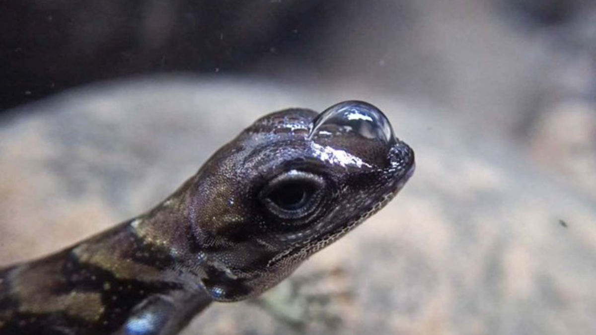 US has scuba-diving tropical lizards that breathe underwater, release ...