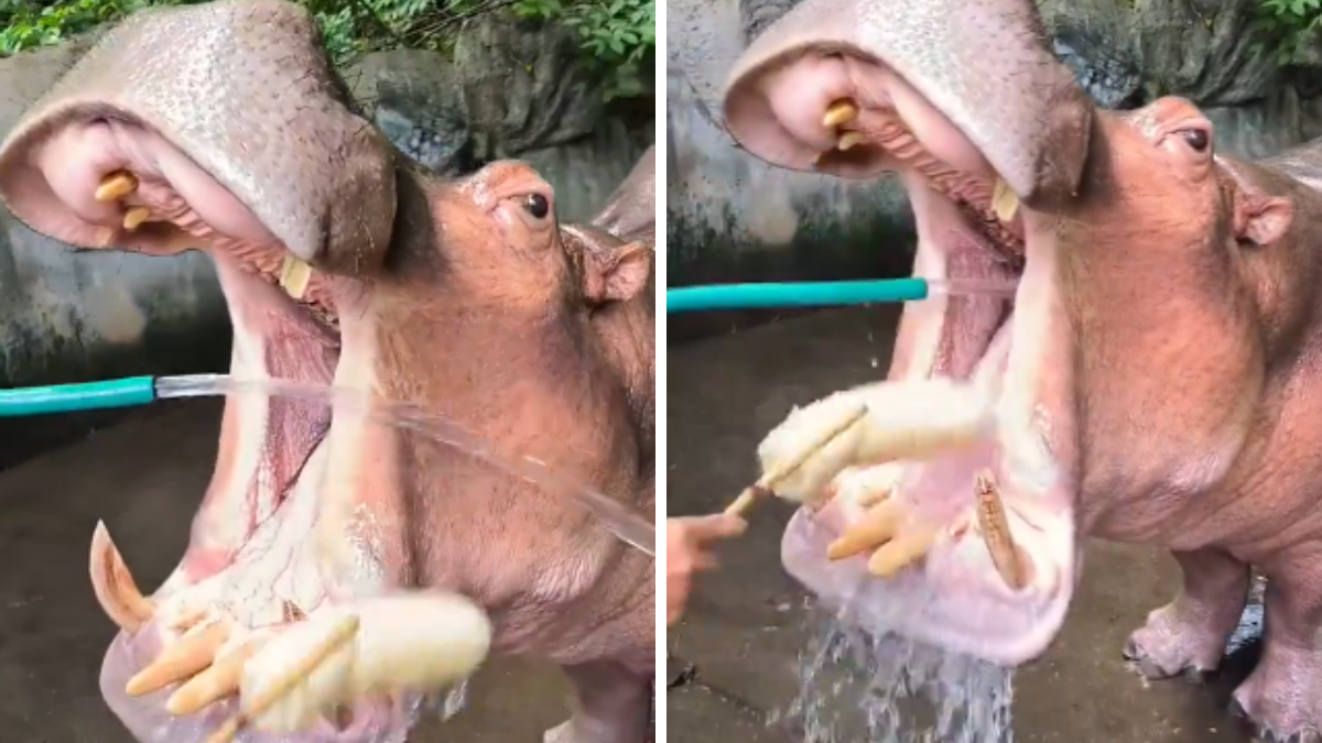 Watch: Giant hippo’s teeth cleaning session goes viral, netizens call ...