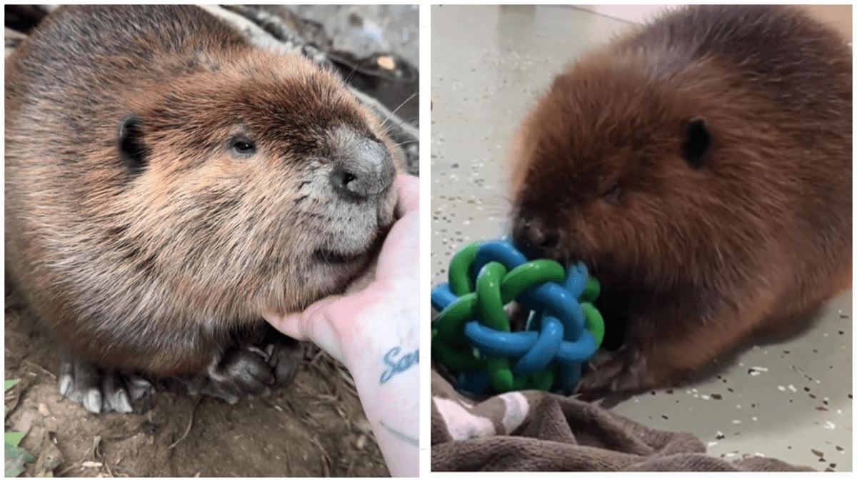 Nibi the beloved diva beaver will stay with rescuers but a court will ...