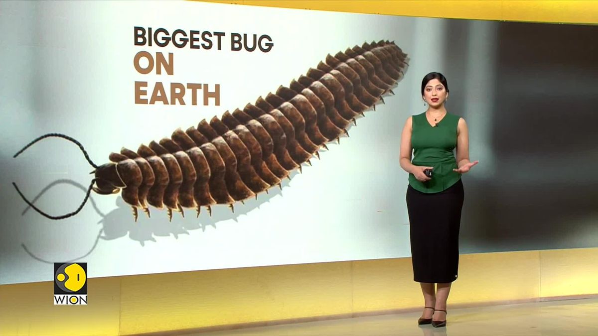 Bug That Ruled Ancient Jungles: CT Scans Reveal The Face Of A ...