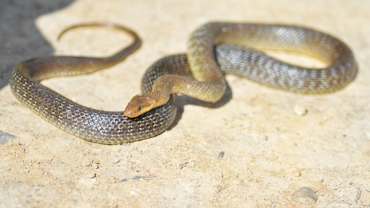 7ft-long snakes creeping into attics and wall cavities in the UK ...