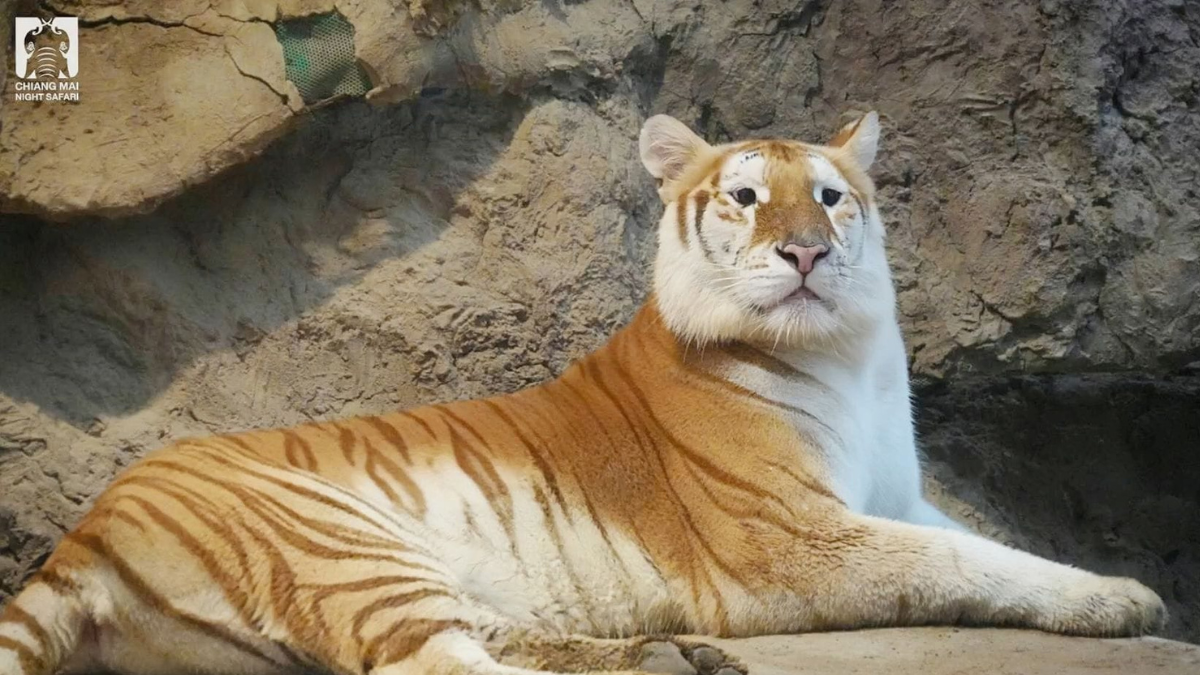 Thailand zoo's golden tiger emerges as newest sensation after hippo Moo ...