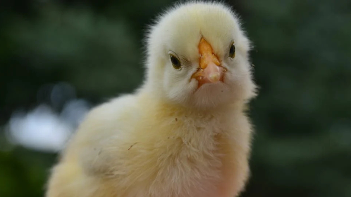 India: Man dies after swallowing live chick in suspected occult ritual ...