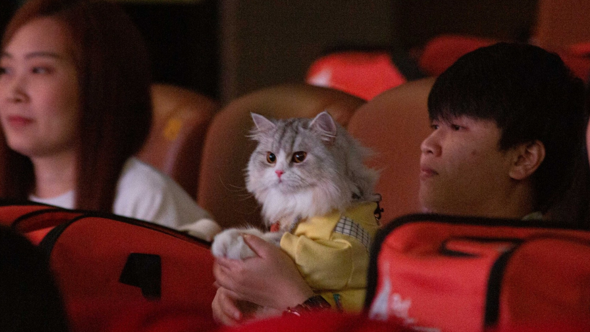 In Pics | Thailand's first pet-friendly cinema opens for four-legged ...