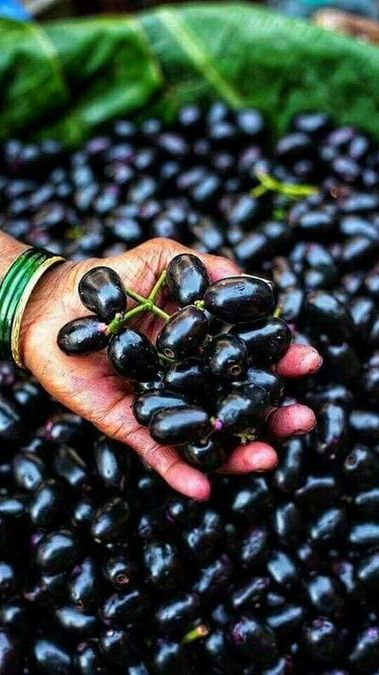 6 Benefits of Jamun (Java Plum / Indian Blackberry) for Weight Loss and Immunity