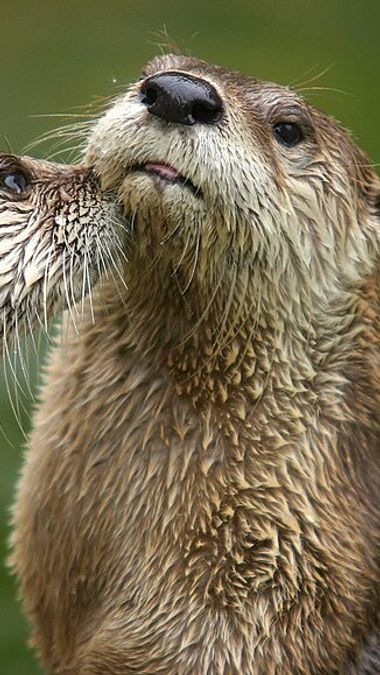 World Otter Day: A Tribute To A Cute And Vital Species