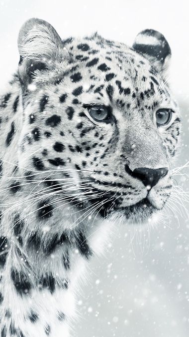 7 Countries with Highest Population of Snow Leopards