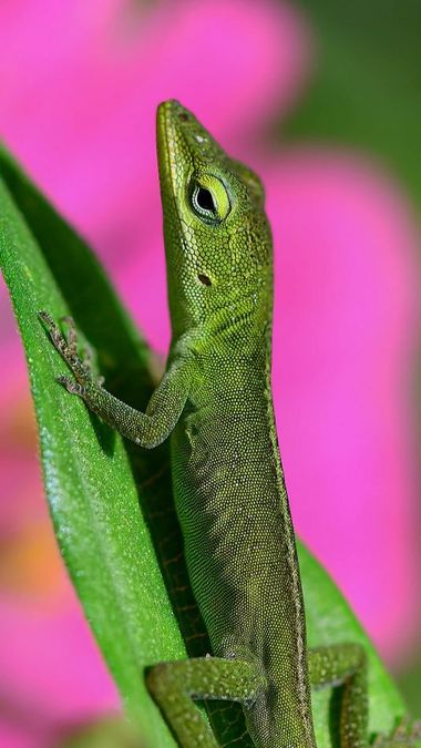 5 Fascinating Animals That Change Colour