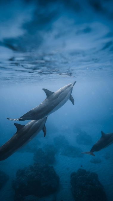 The 5 Most Intelligent Animals on the Planet