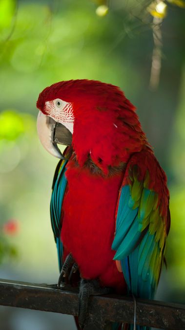 Why Do Birds Eat Rocks After Eating?