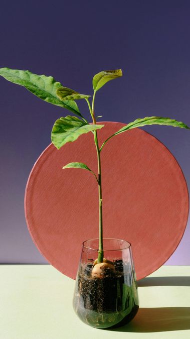 How to Grow Avocados at Home: Step-by-Step Guide