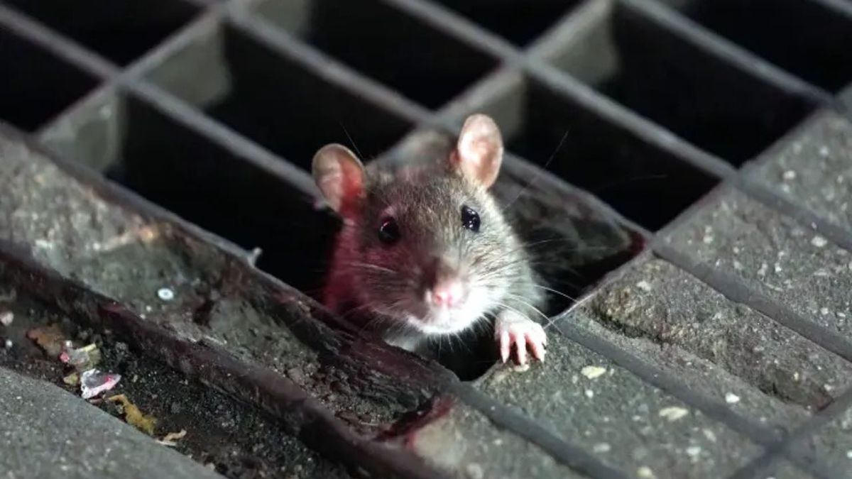 Climate Change: The increasing population of rats has troubled humans ...