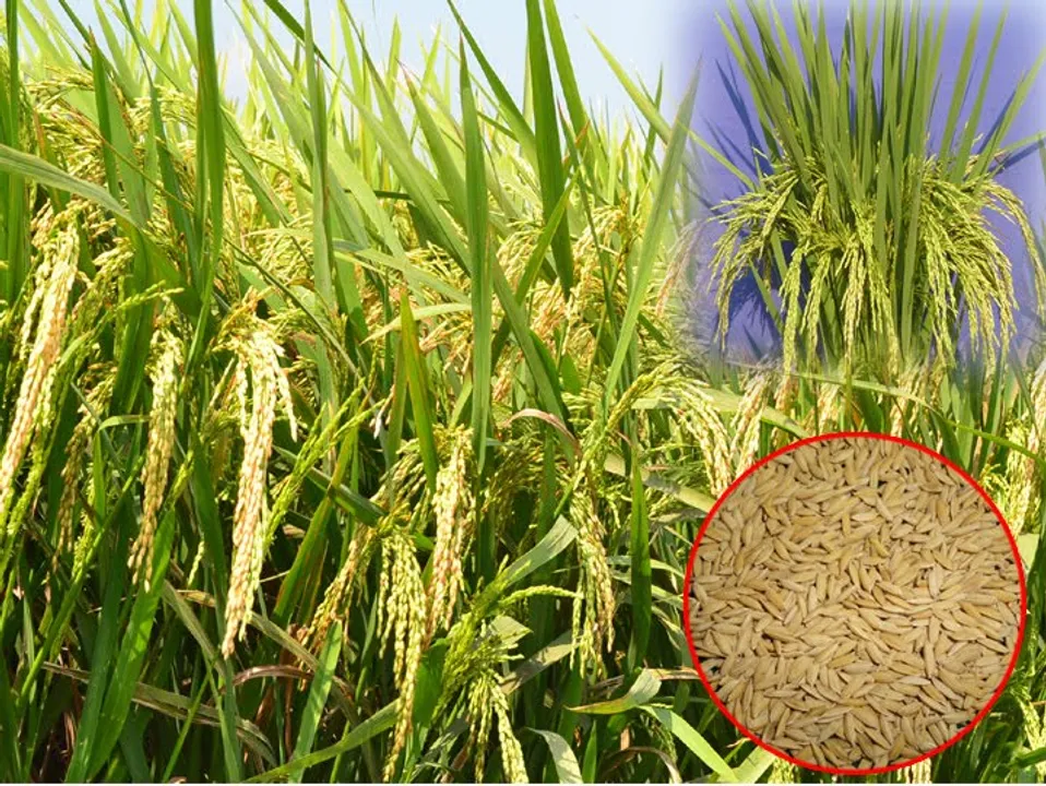 Bina Dhan 11: A rice variety wins the heart of farmers in Odisha