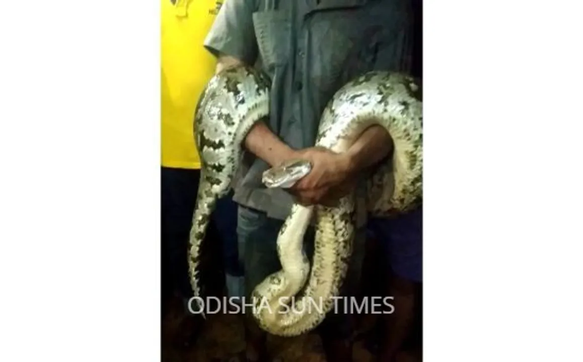 14-ft-long python rescued in Odisha's Puri