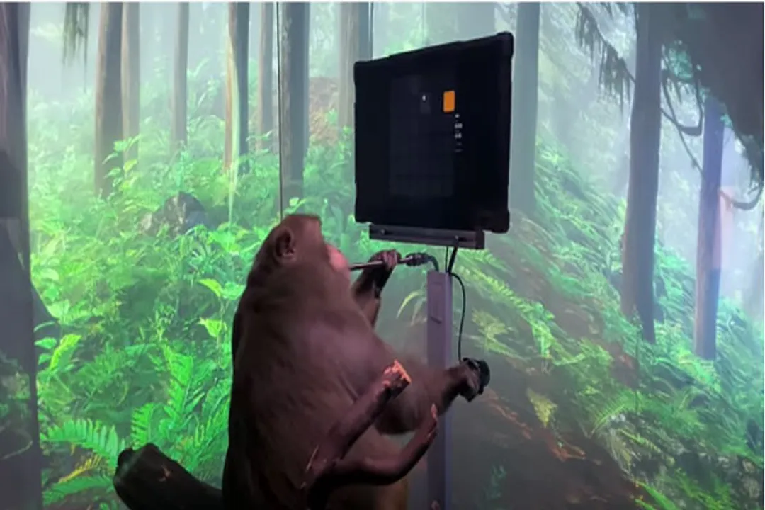 [WATCH]Monkey plays video games with brain signals; Elon Musk shares video
