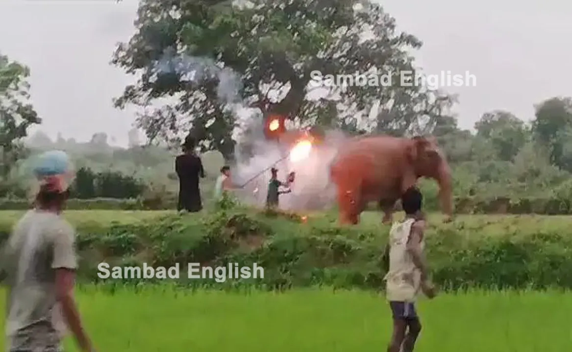 Odisha: Fire torches thrown to drive away elephant herd; DFO orders ...