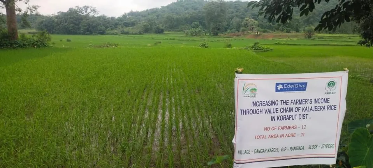 Odisha's highly aromatic 'Koraput Kalajeera Rice' receives GI tag