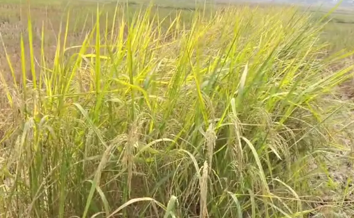 Odisha-based NRRI develops 9 new varieties of paddy