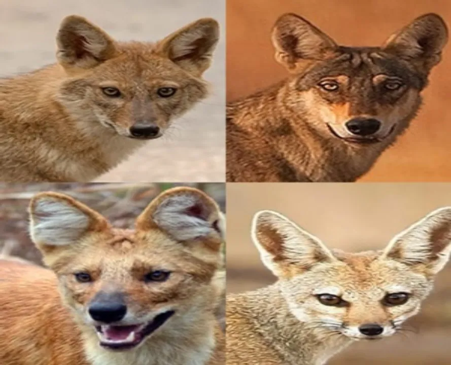 Maharashtra’s Atpadi is tiny new wildlife reserve for wild dog family