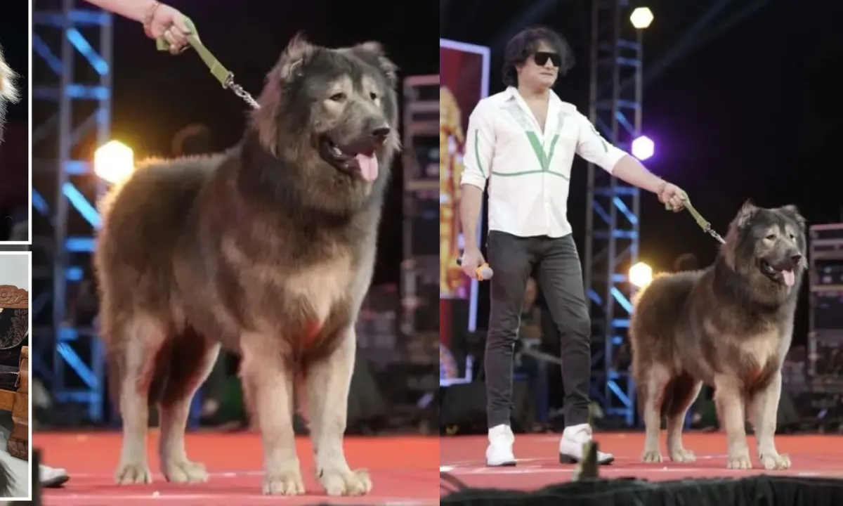 Bengaluru man buys rare Wolf-Caucasian Shepherd hybrid dog for Rs 50 crore