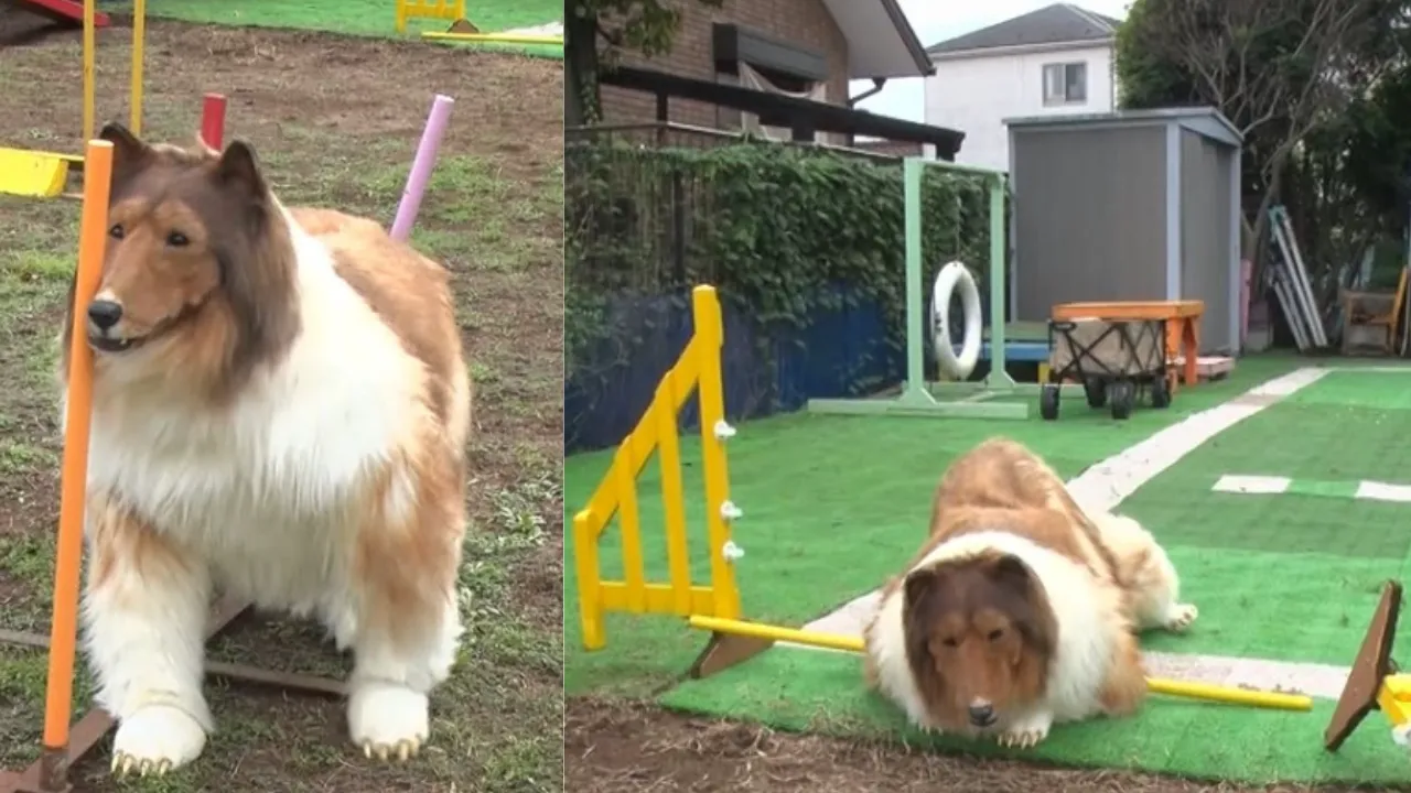 Japanese man who spent around 2 million yen to ‘become a dog’ now rents ...