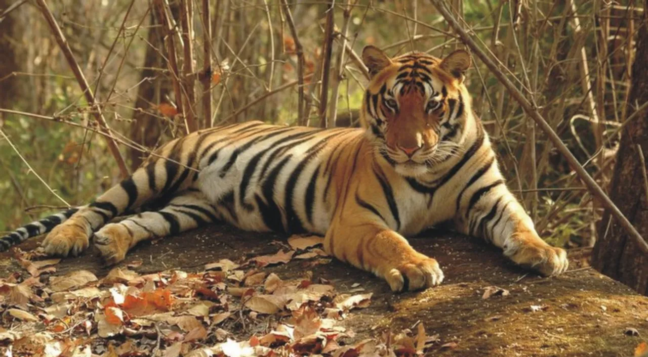 Crouching tigers, hidden cameras: Nepal counts its big cats