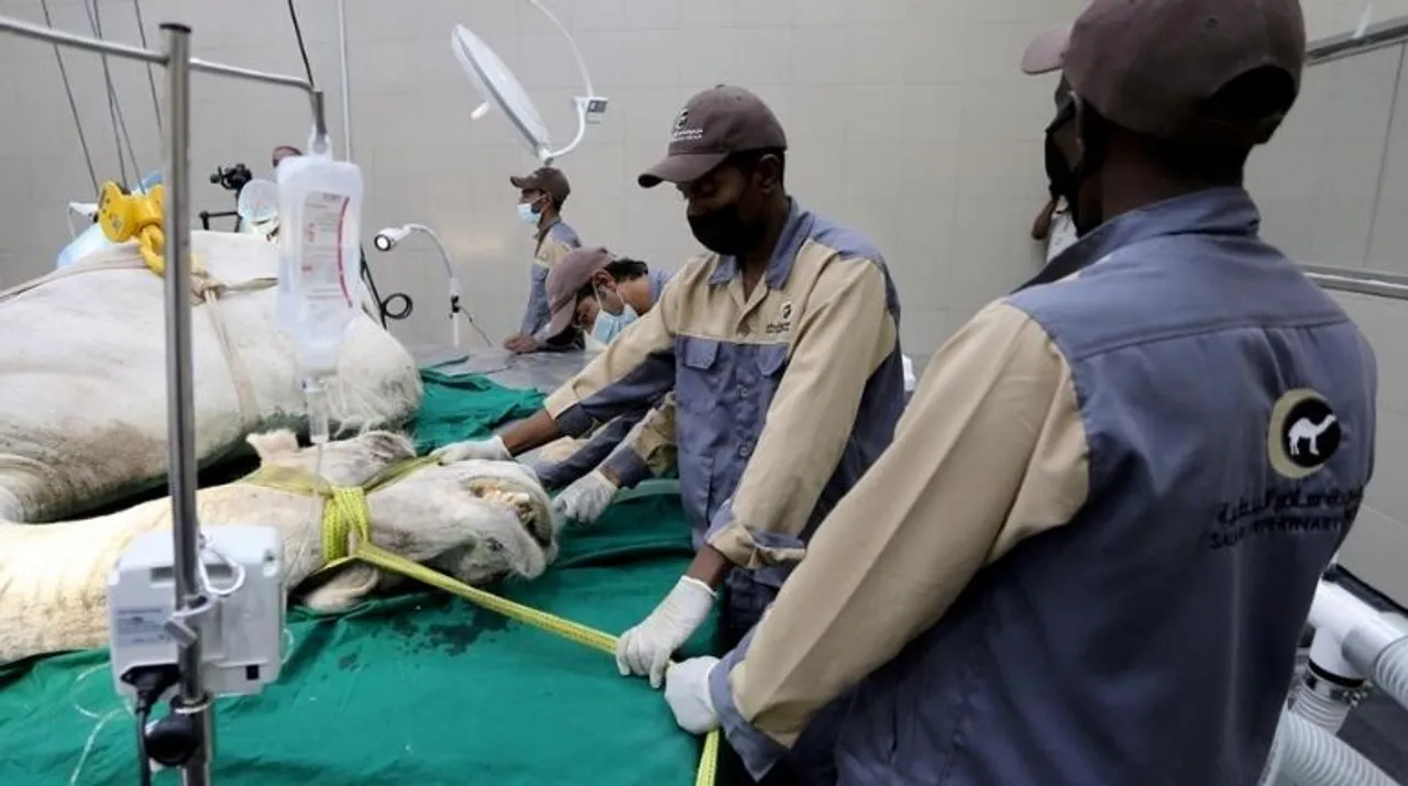 Saudi Arabia opens world's largest camel hospital and research facility