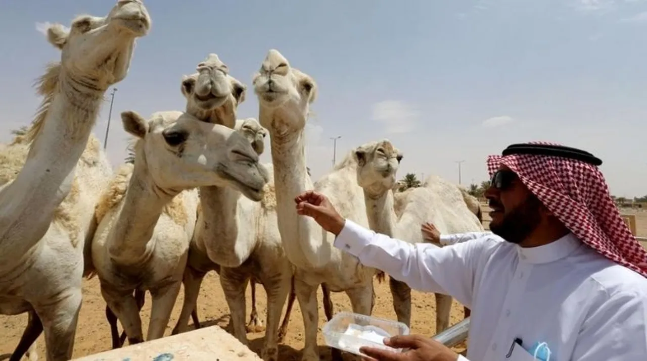 Saudi Arabia opens world's largest camel hospital and research facility