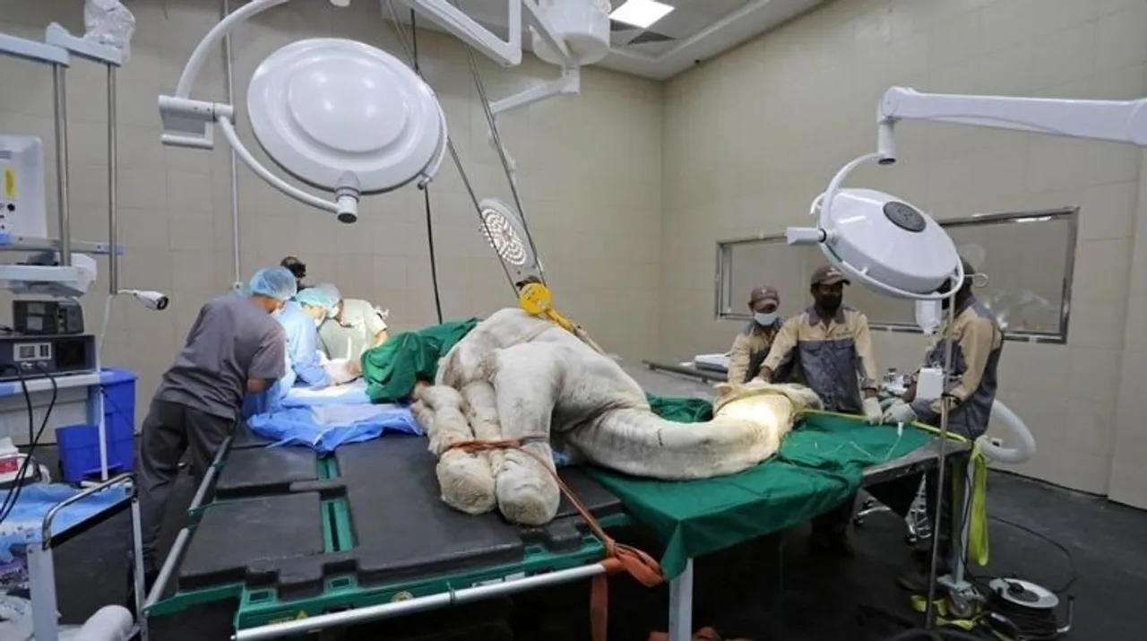 Saudi Arabia opens world's largest camel hospital and research facility