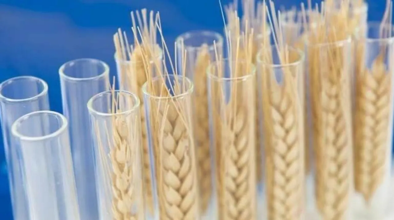 Scientists discover 'holy grail' wheat gene