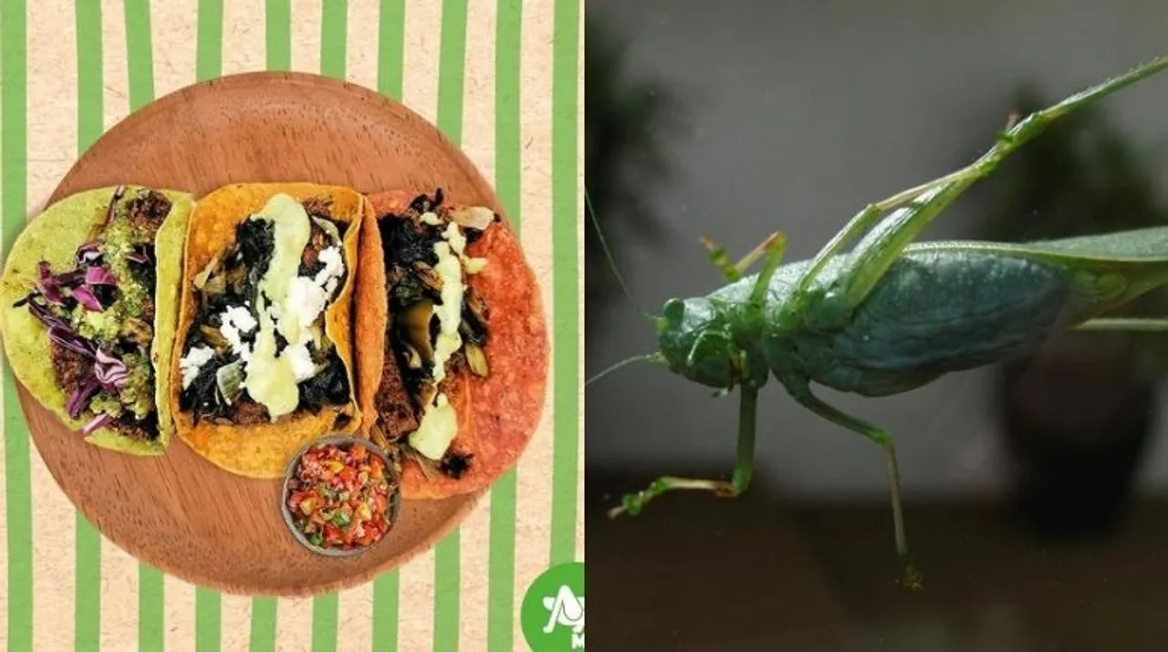 grasshopper News - Latest grasshopper News, Breaking grasshopper News ...