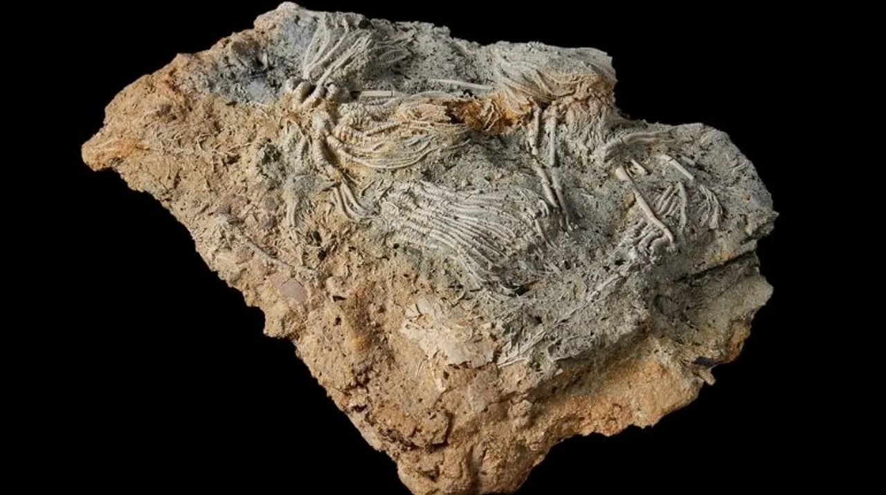 Scientists discover huge Jurassic seabed with 'perfectly preserved ...