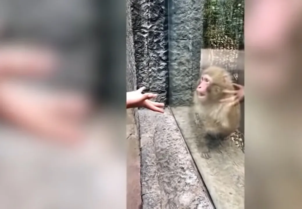 Watch: Zoo monkey wonderstruck by visitorâ s magic trick